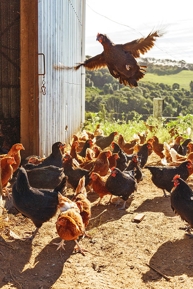 How to protect your flock from autumnal pests – Shop Just Lovely Things